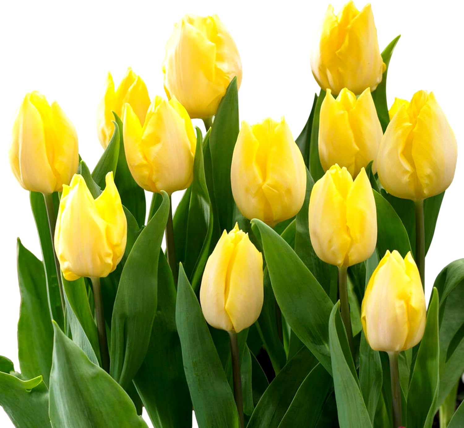 Amazon.com : Easy to Grow Tulip Sunny Prince 10 Plant Bulbs - Yellow ...