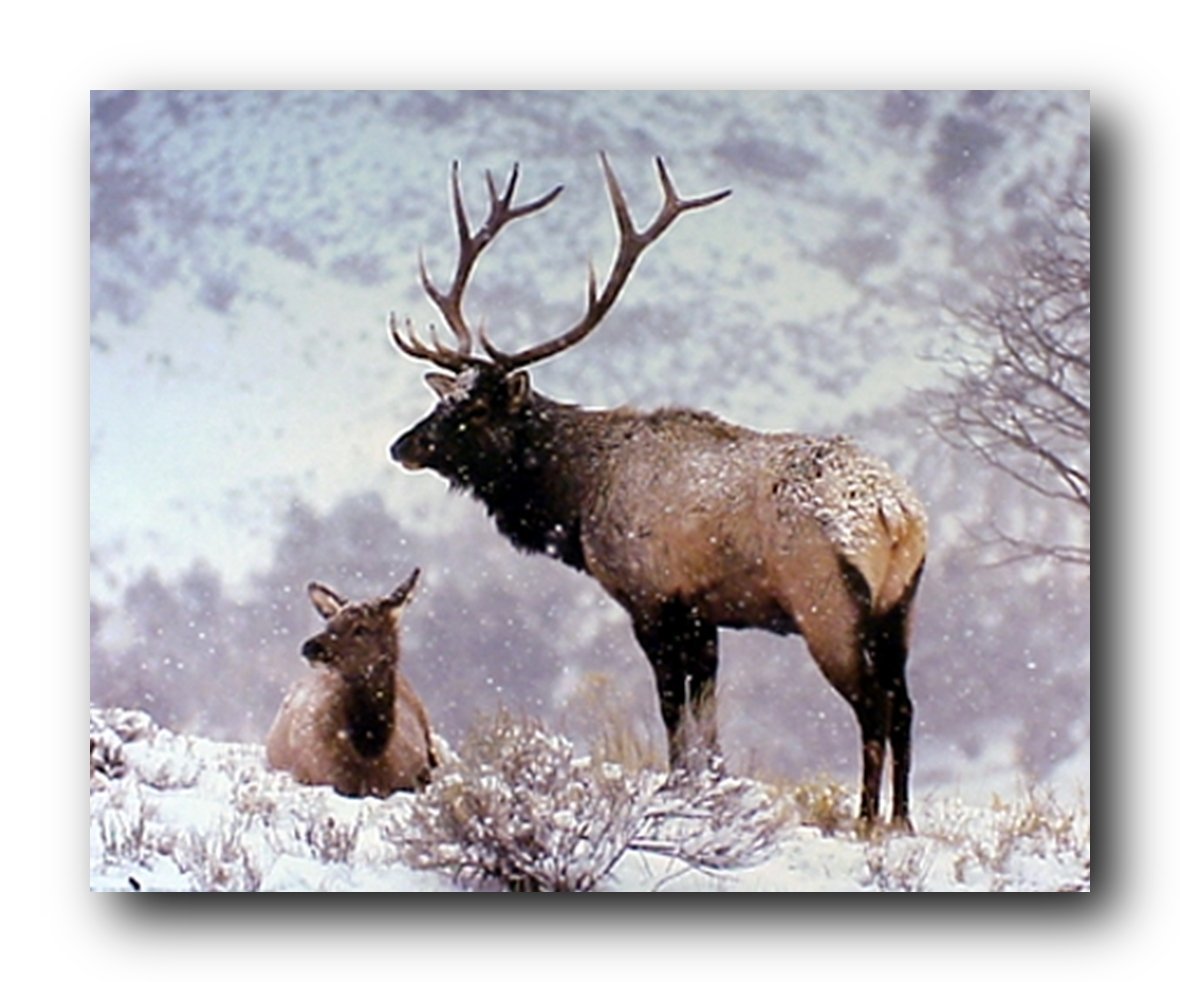 Amazon.com: Wall Decor Large Bull Elk in Snow Wild Animal Art Print ...