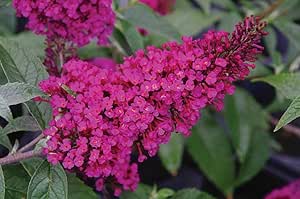 Amazon.com : Buzz™ Hot Raspberry Butterfly Bush - Compact - Heavy ...