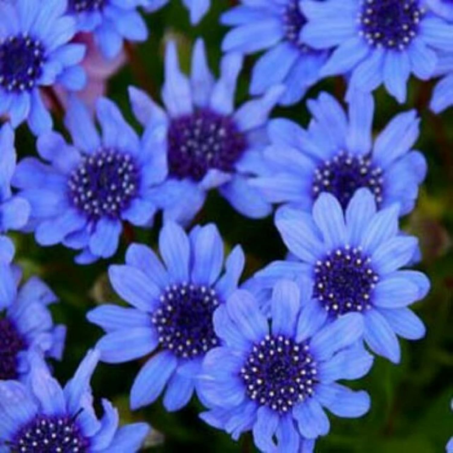 Amazon.com : CHUXAY GARDEN Blue Daisy 'Felicia'-True Blue Daisy,Felicia ...