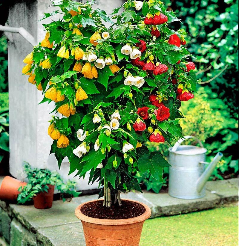Non-GMO Flowering Plants ABUTILON BELLVUE MIX FLOWERING MAPLE 20 FRESH ...