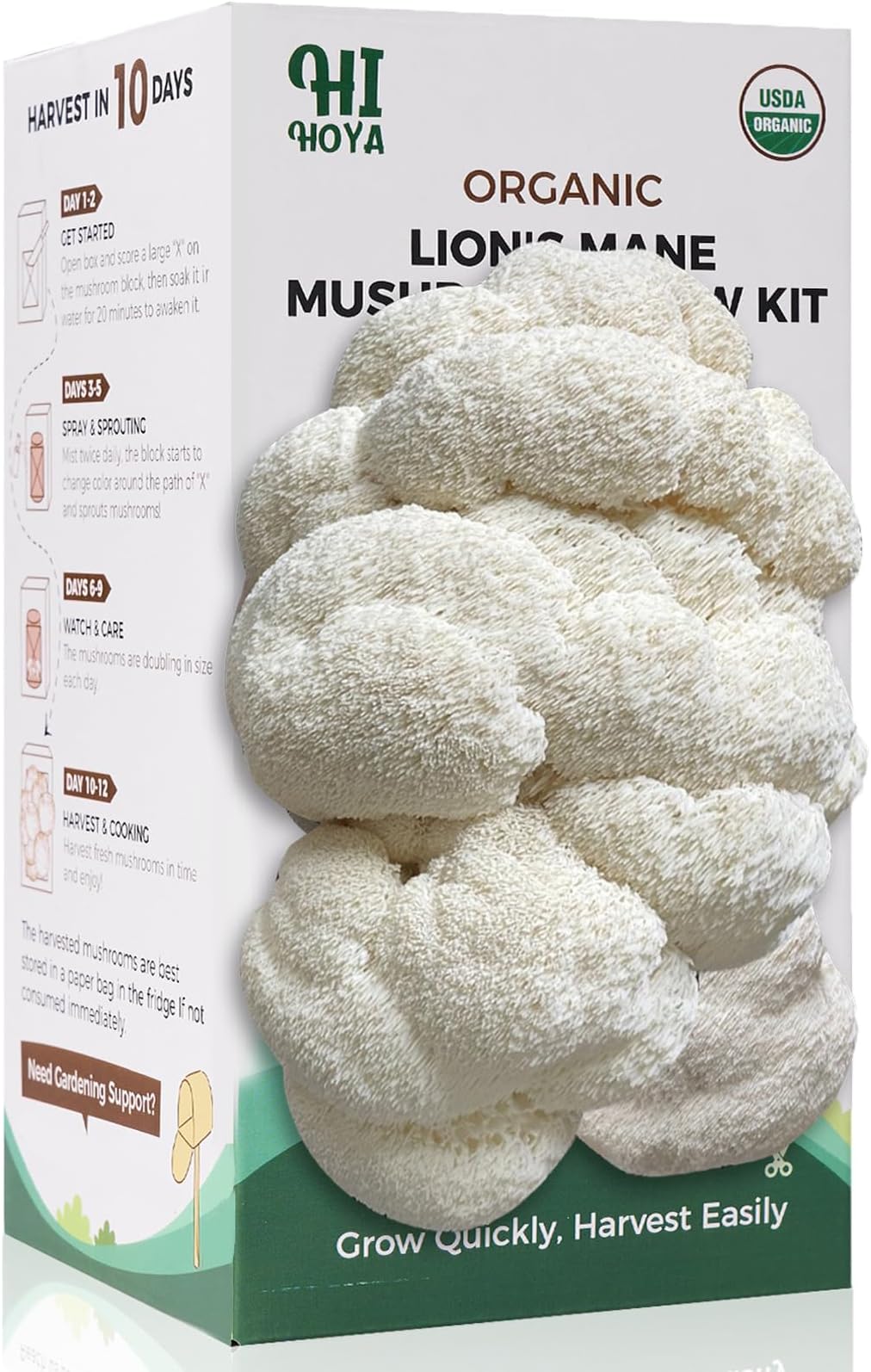 Amazon.com : Mushroom Man LLC, Lion's Mane Mushroom Kit : Patio, Lawn ...