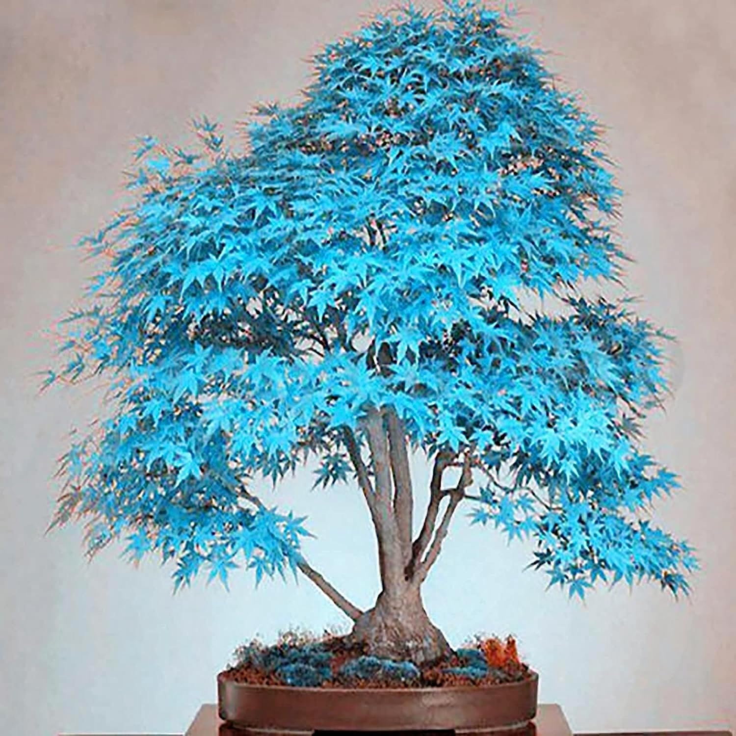 Amazon.com : 30 Seeds Blue Japanese Maple Seeds Non-GMO Rare Ornamental ...