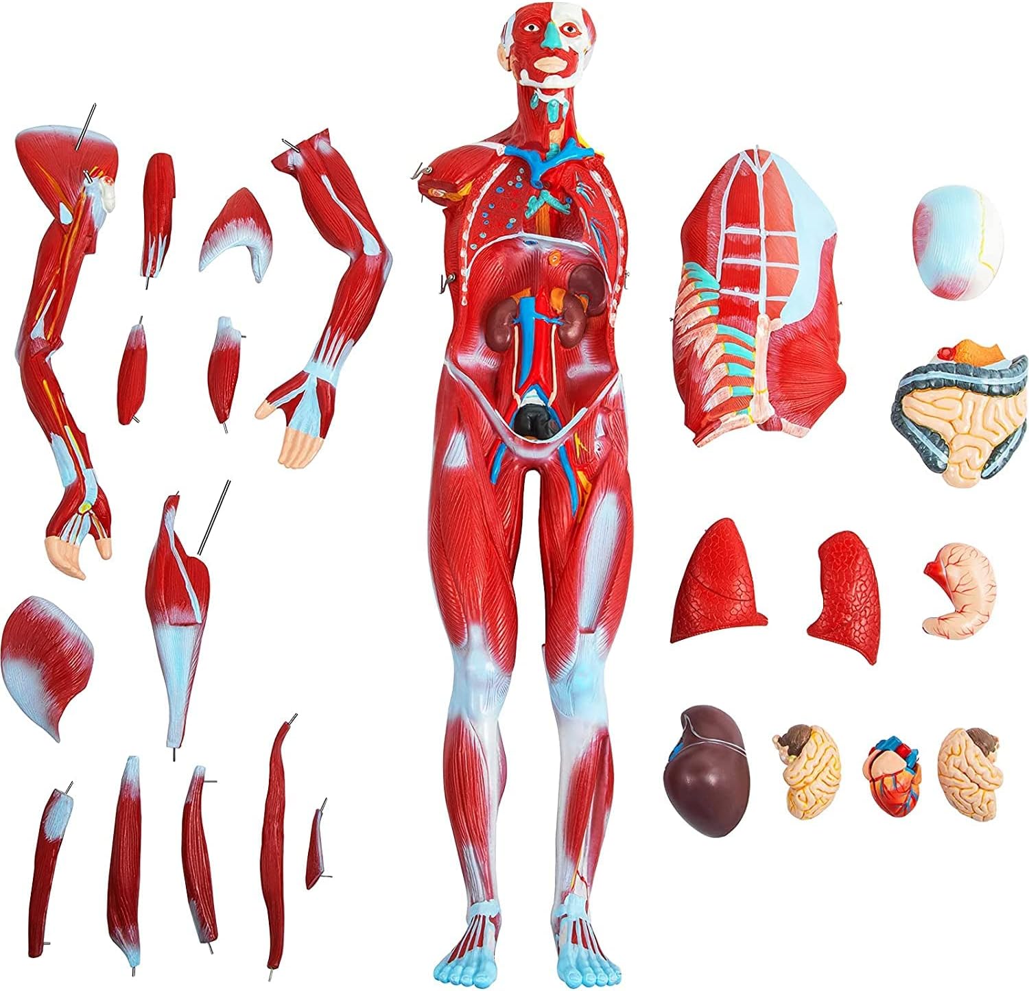HADECOLL Human Muscle Model Detachable 27 Pcs Muscular Anatomy Model ...