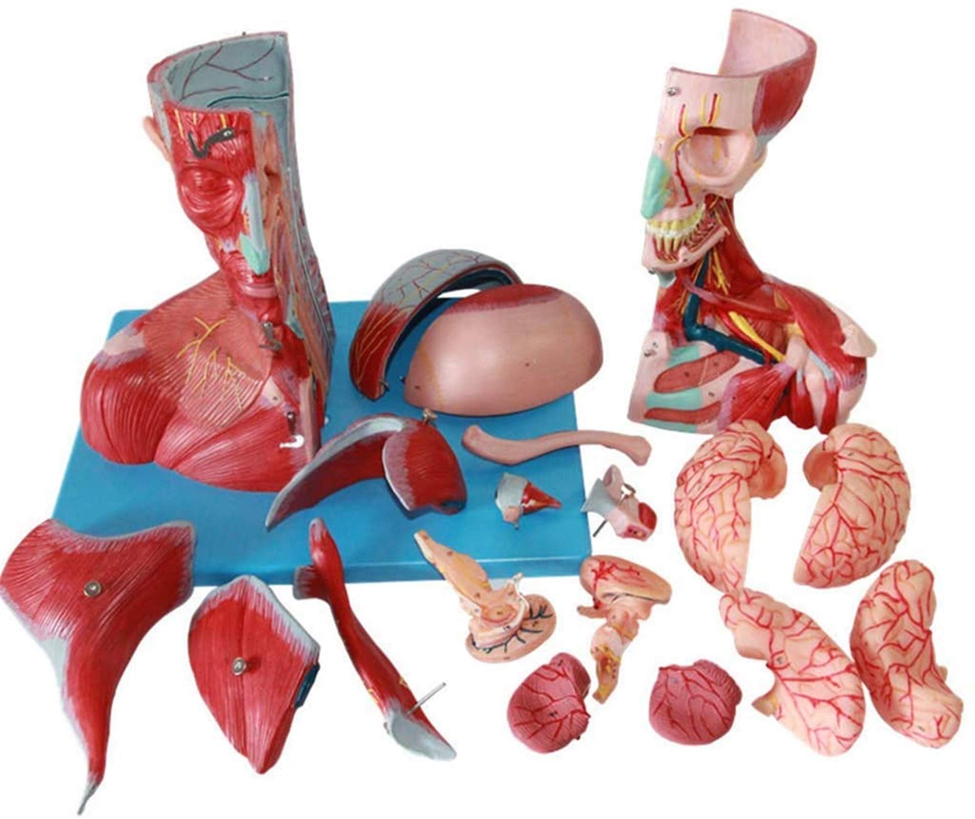 Buy Study Model Head and Neck Muscle Model Vascular Nerve Attached ...