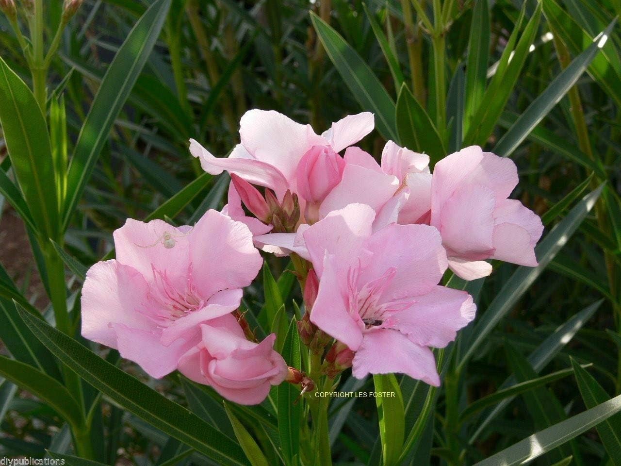 Amazon.com : Oleander Seeds (Nerium oleander) 50+Seeds : Patio, Lawn ...