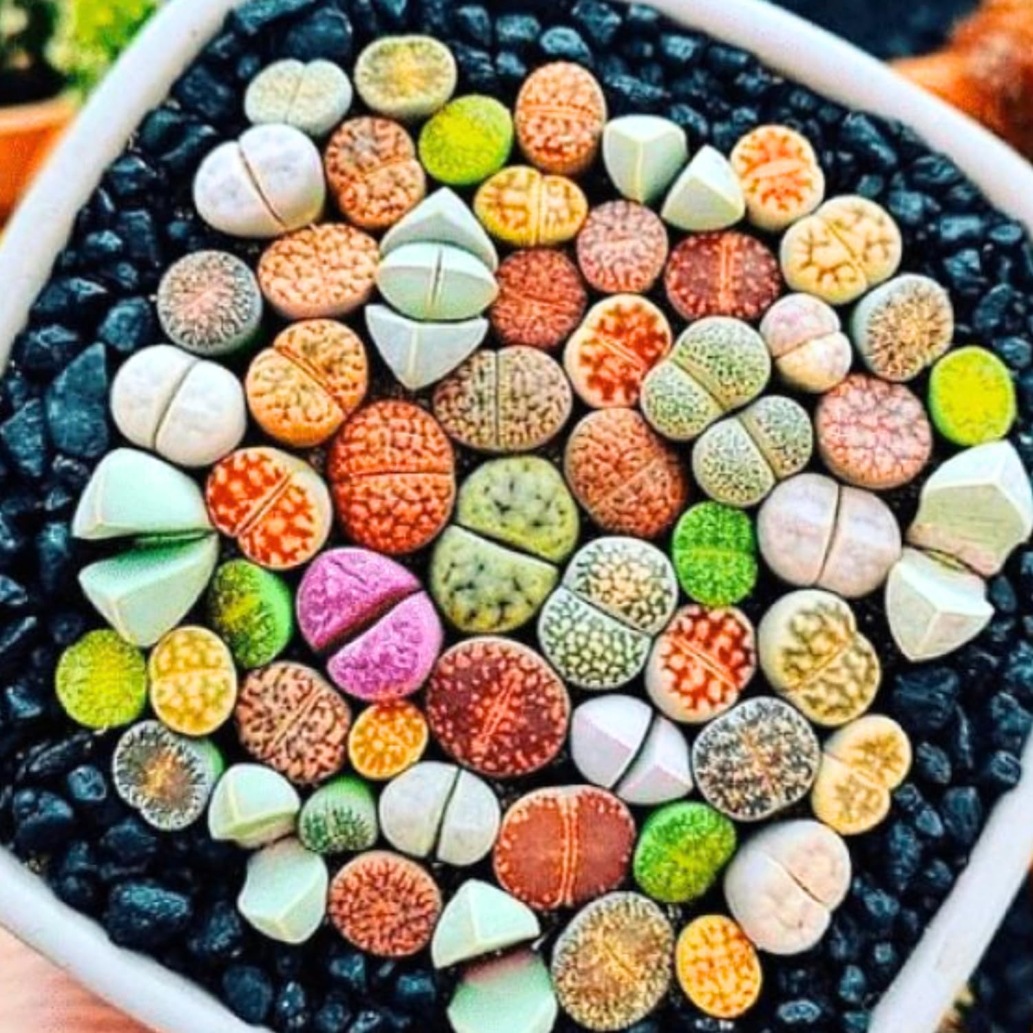 Amazon.com : Lithops Live Plants Large, 20 Mix Lithops Succulents ...