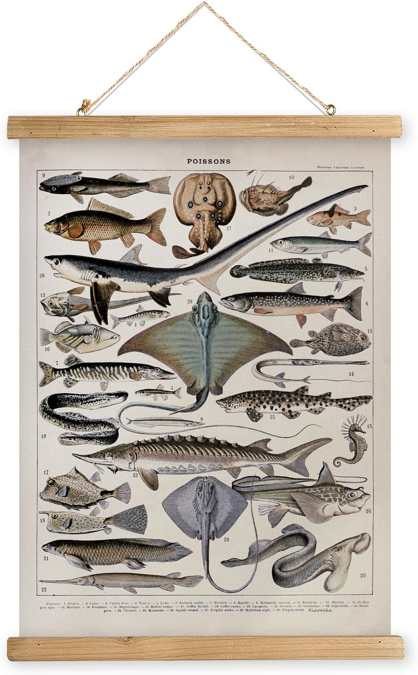 Amazon.com: XIAOAIKA Vintage Fish Species Poster - Educational Oceanic ...