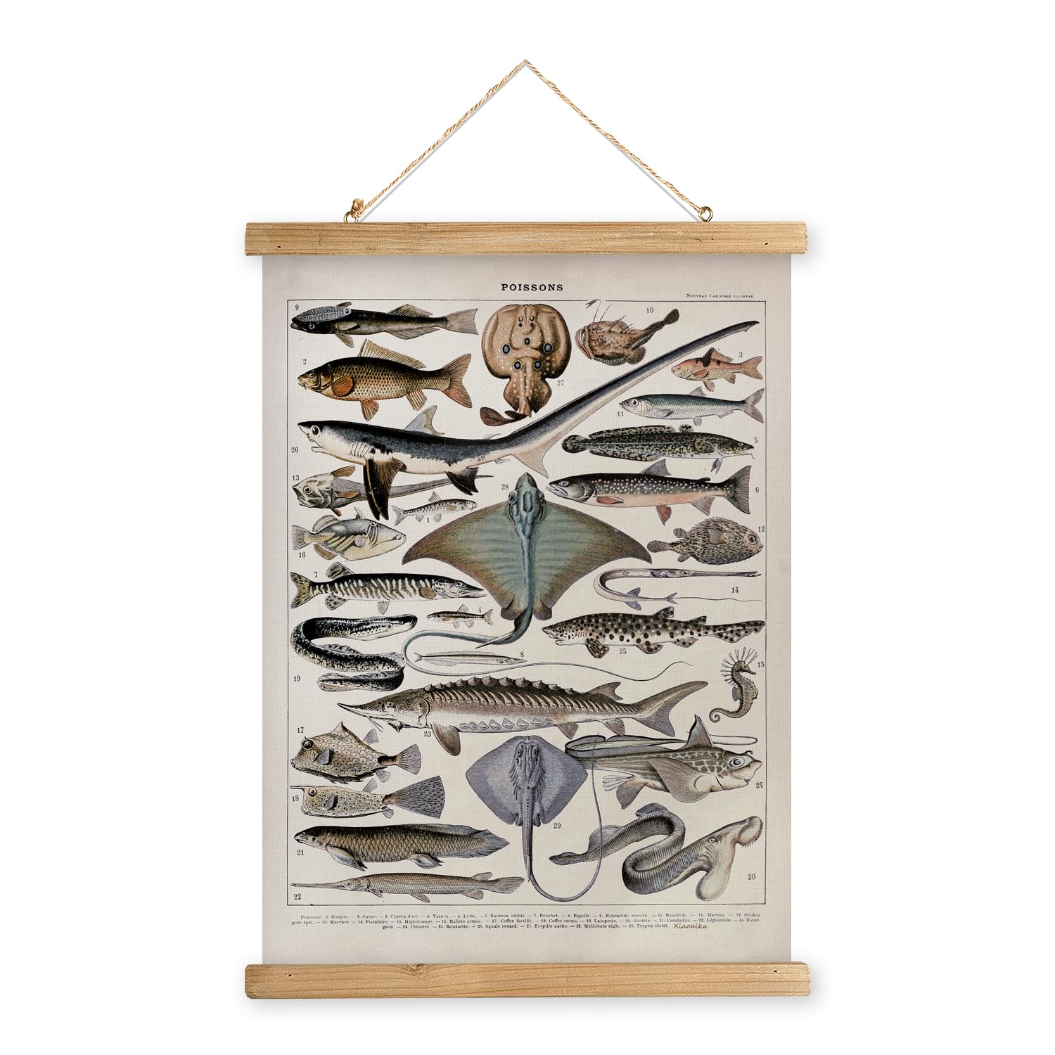 Amazon.com: XIAOAIKA Vintage Fish Species Poster - Educational Oceanic ...