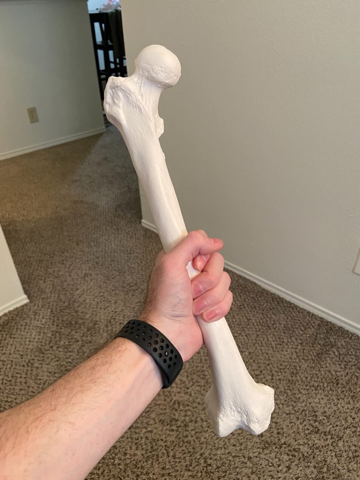 Axis Scientific Femur Bone Model | Right | Cast from a Real Human Femur ...