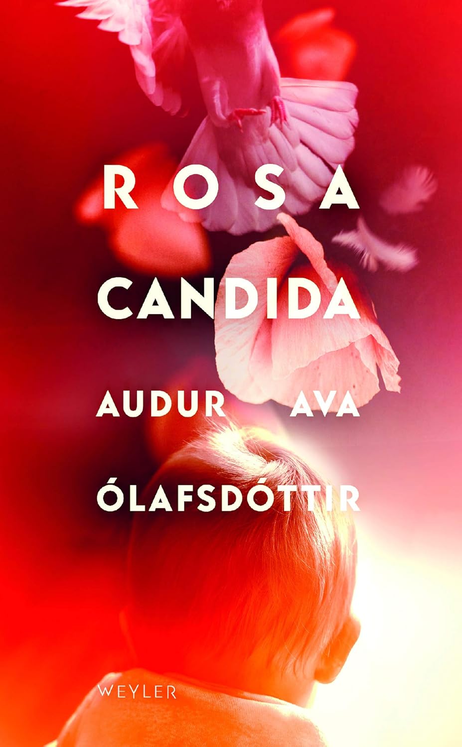 Rosa candida : Auður Ava Ólafsdóttir: Amazon.ca: Livres