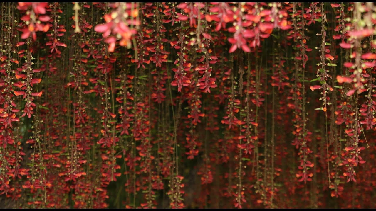 Indian clock vine plant (pack of 1) : Amazon.in: Garden & Outdoors