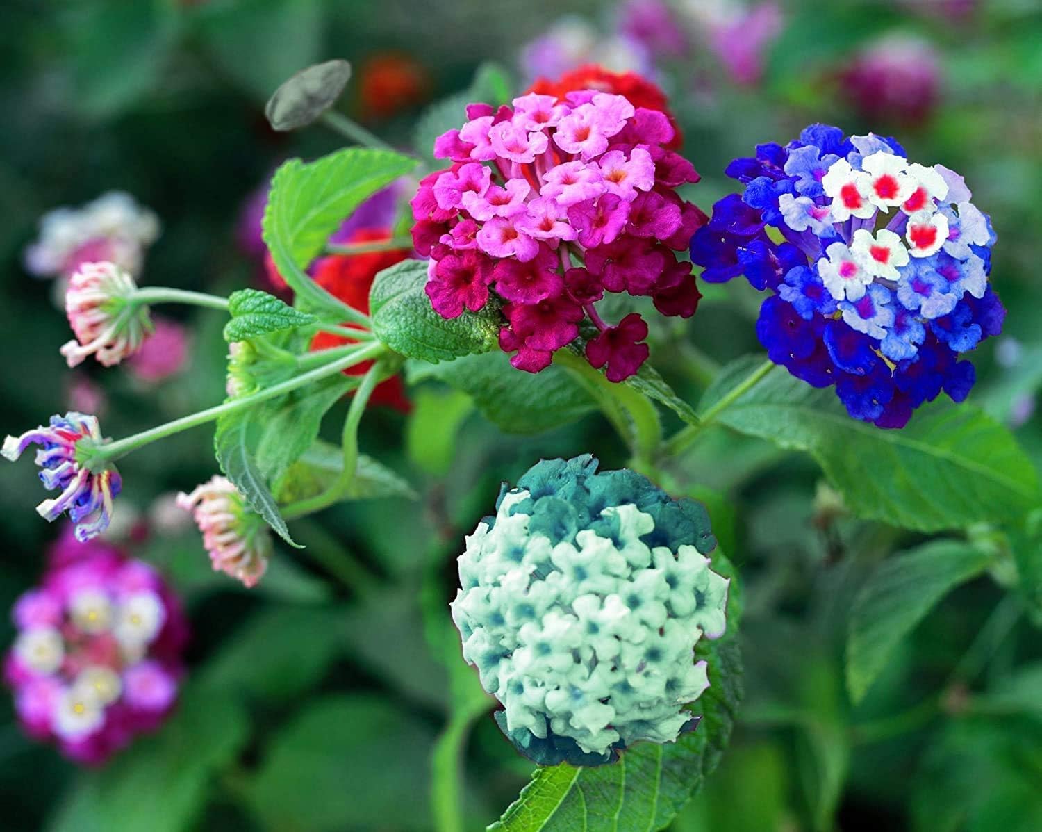 Lantana – Semillas de flores para plantar, semillas de flores de ...