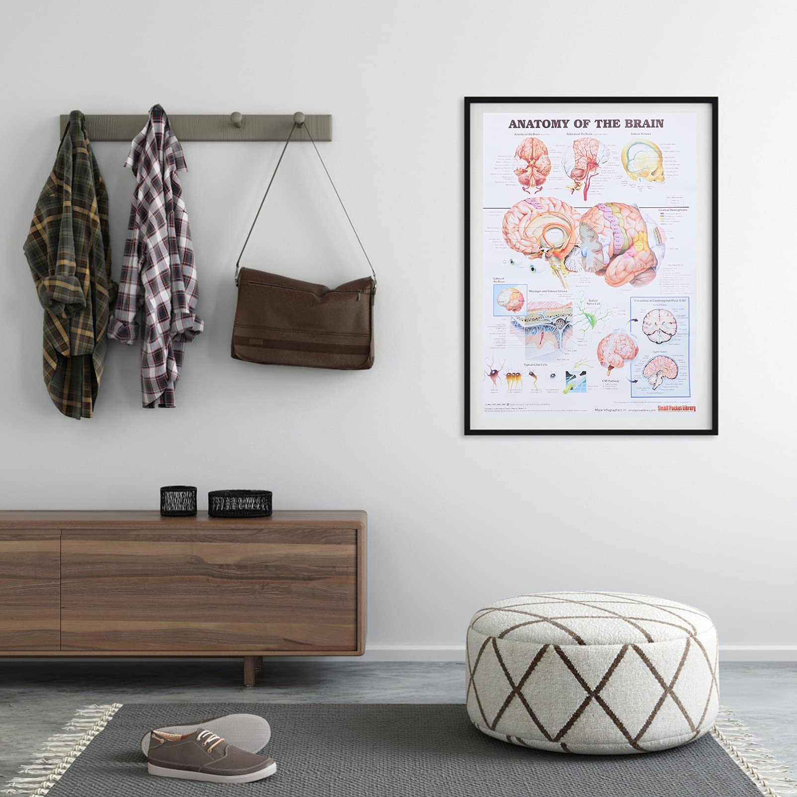 Hemobllo Anatomical Poster Brain Anatomy Poster Brain Anatomy Chart ...