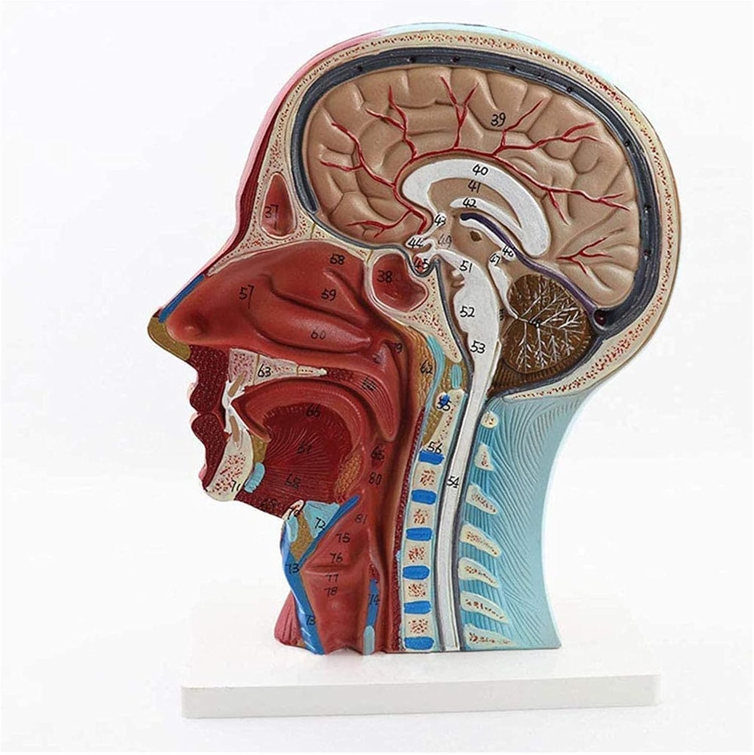 Amazon.com: Anatomical Model Human Anatomy Model Head Anatomy Model ...