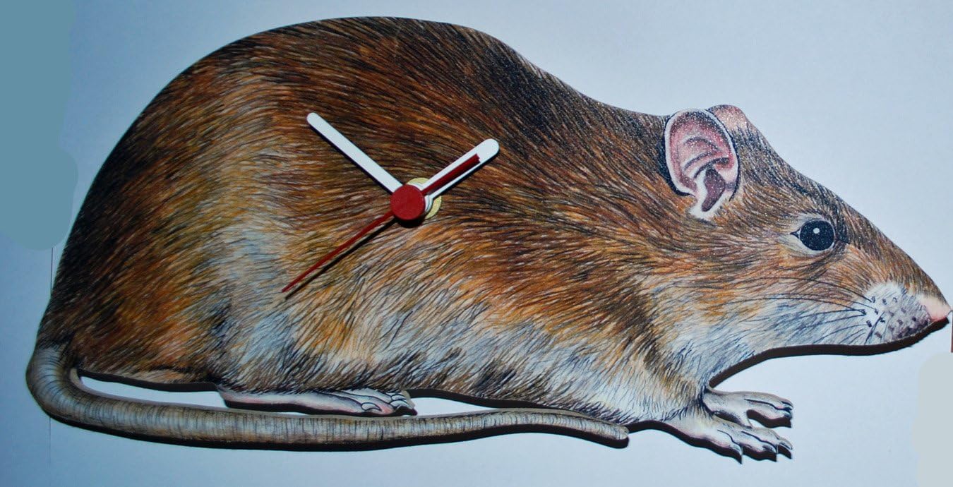 Amazon.com: Rat Clock - WD10