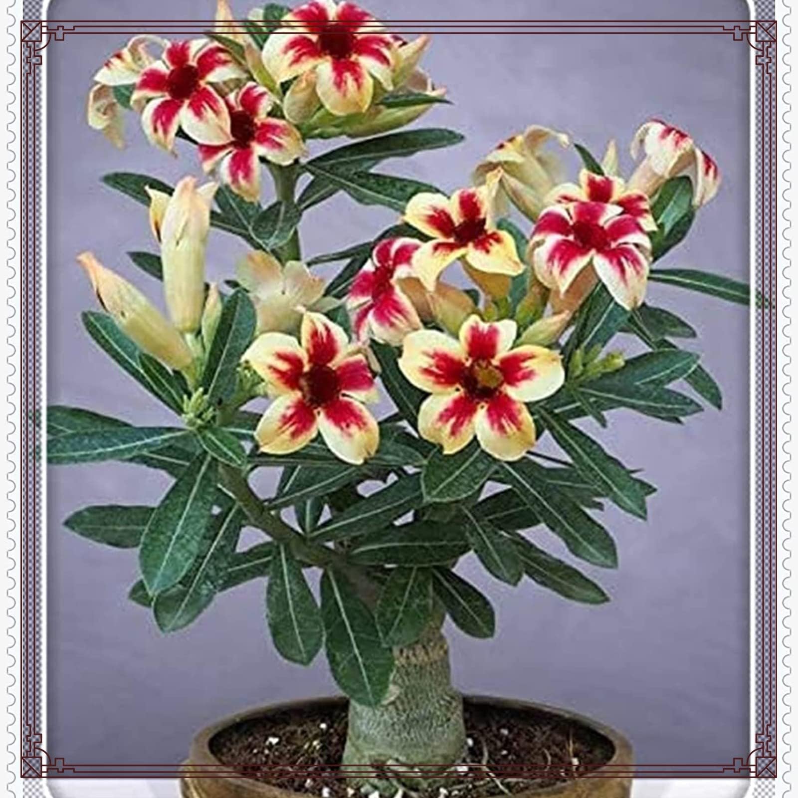 Amazon.com : 20 Mixed Color Desert Rose Seeds to Grow | 20 Seeds ...