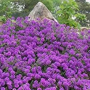 Amazon.com : QAUZUY GARDEN 800 Moss Verbena Seeds,Wild Fine Leafed ...