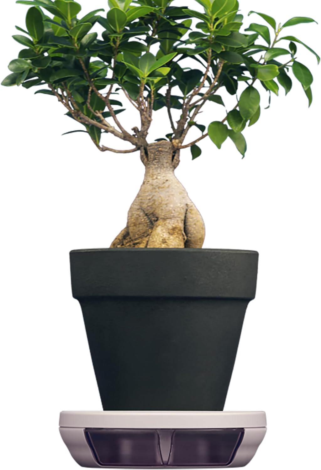 Amazon.com : Pot Keeper Smart Plants Saucer (Frosty Gray)| Create a ...