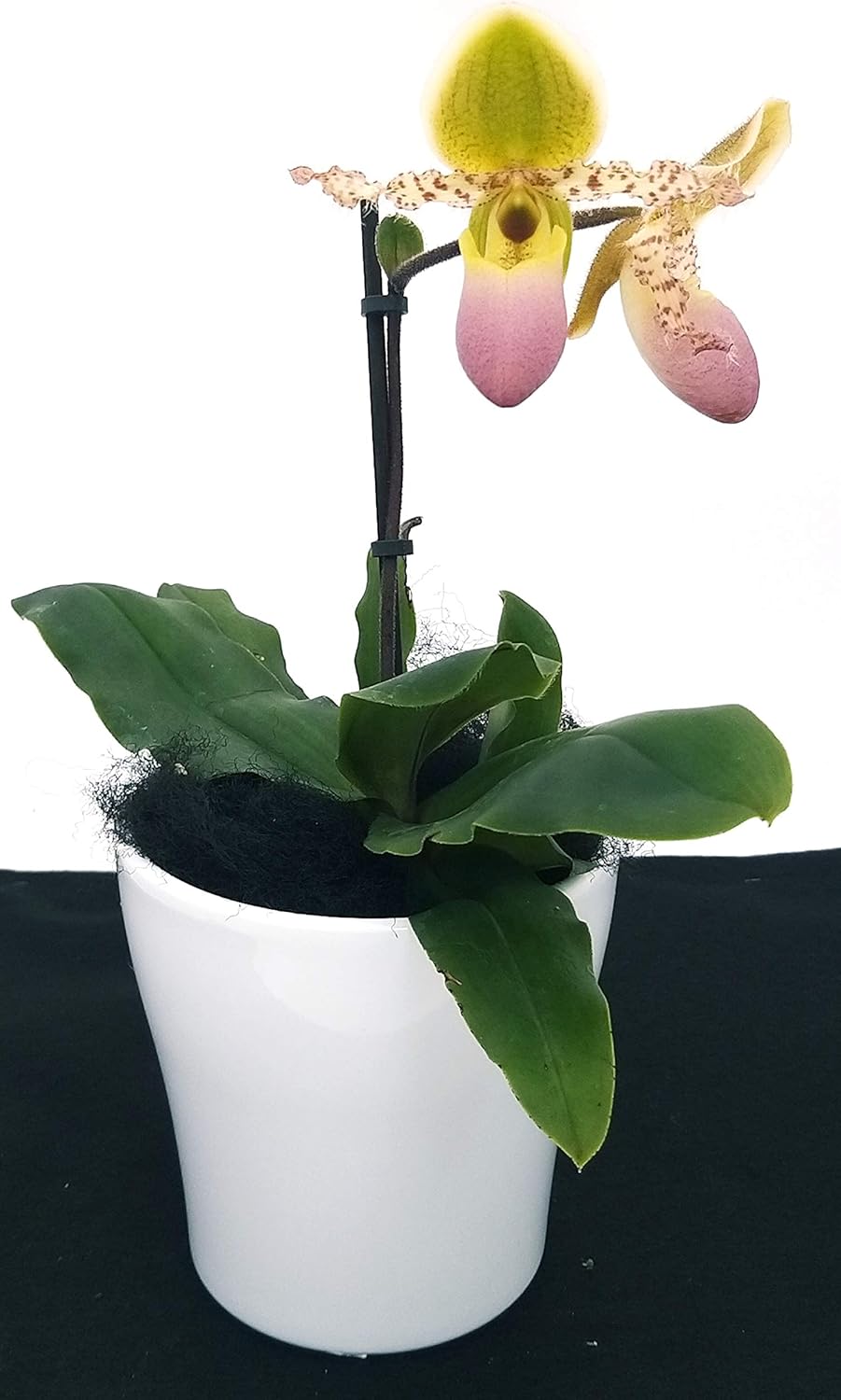 POWERS TO FLOWERS - CYPRIPEDIUM, PAPHIOPEDILUM PINOCCHIO IN VASO ...