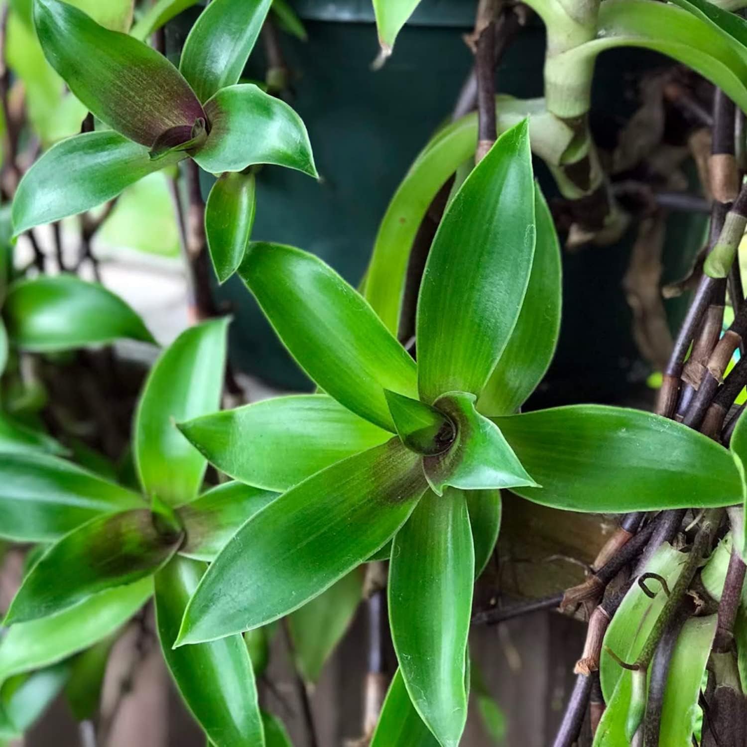Amazon.com : Wandering Jew Callisia Fragrans Plant Live Cutting 7 ...