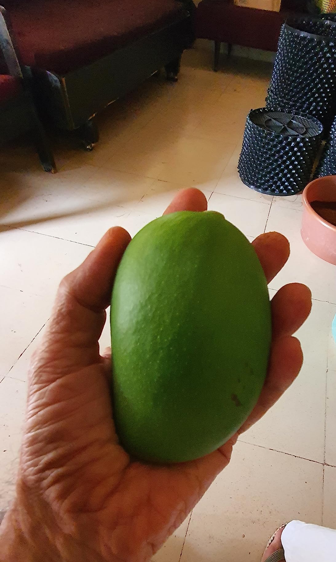 Creative Farmer Live Plant Rare Dwarf Mango Moovandan Grafted All ...