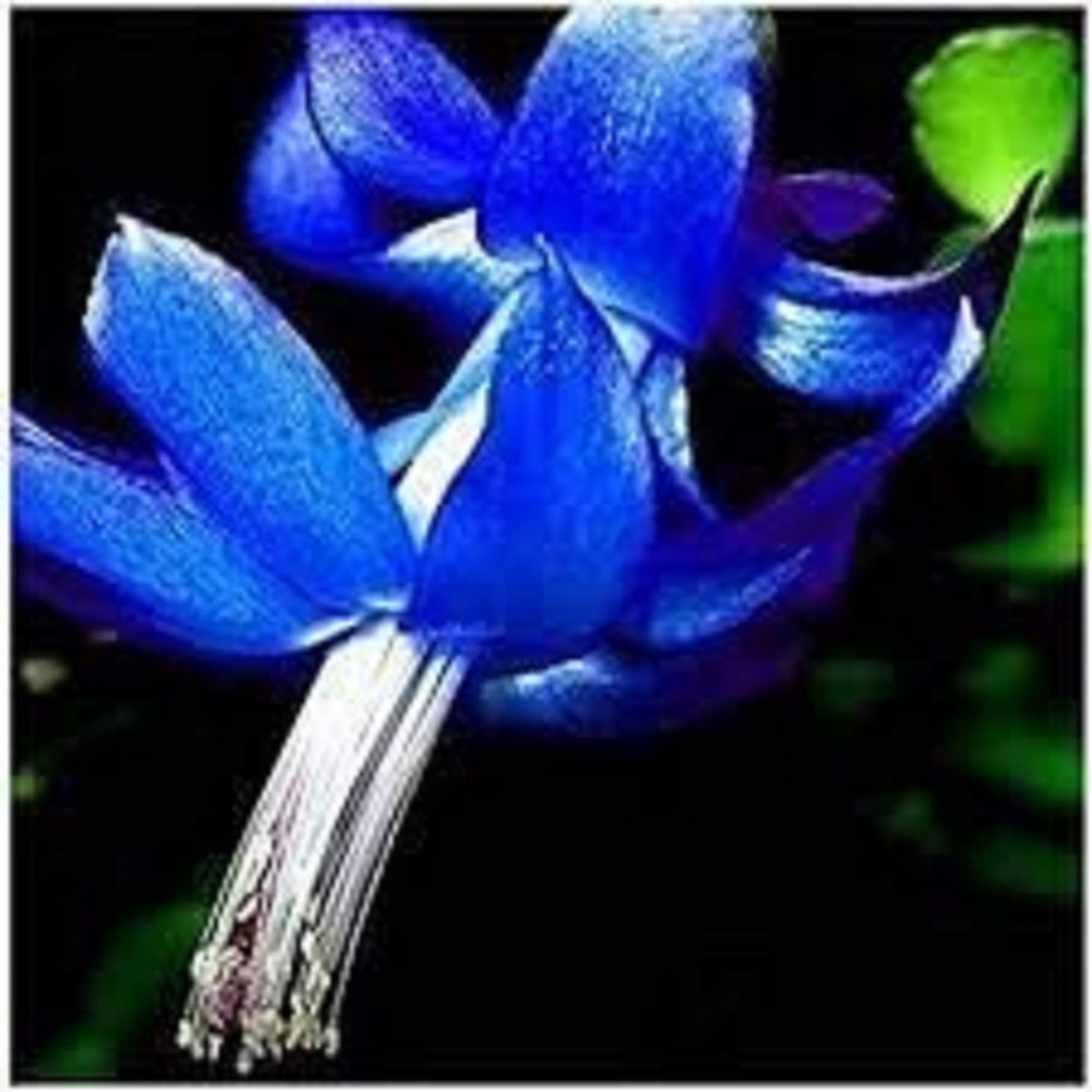 Amazon.com : CHUXAY GARDEN Blue Schlumbergera-Christmas Cactus ...