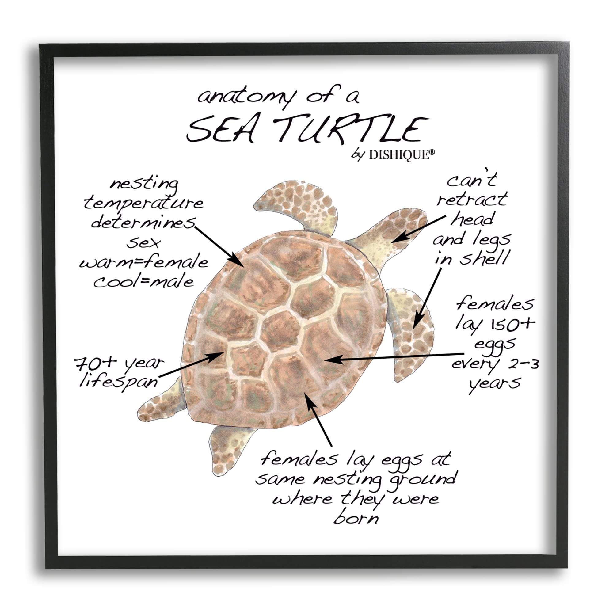 Sea Turtle Shell Anatomy