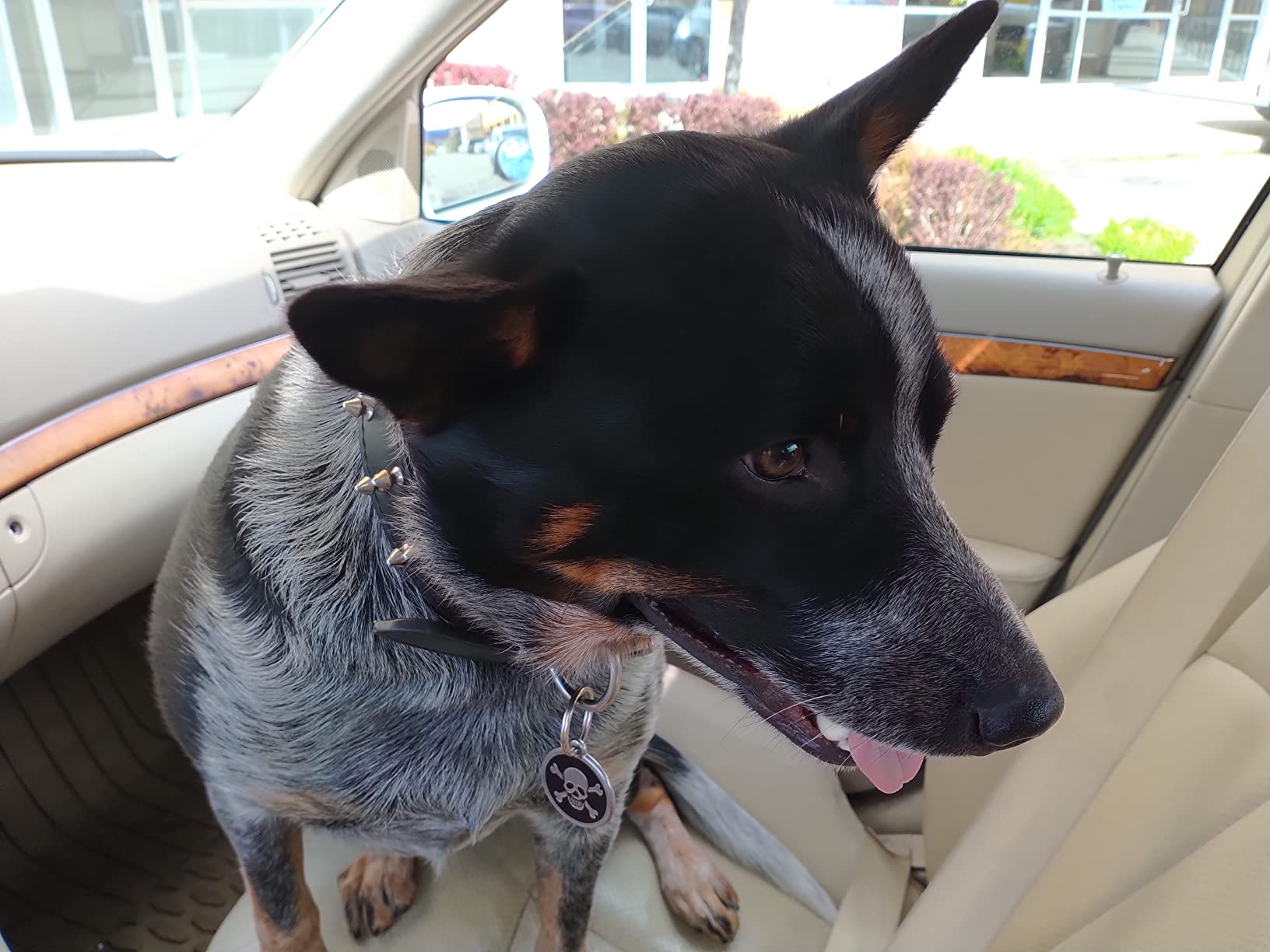 Amazon.com: Red Dingo Personalized Skull & Cross Bones Pet ID Dog Tag ...