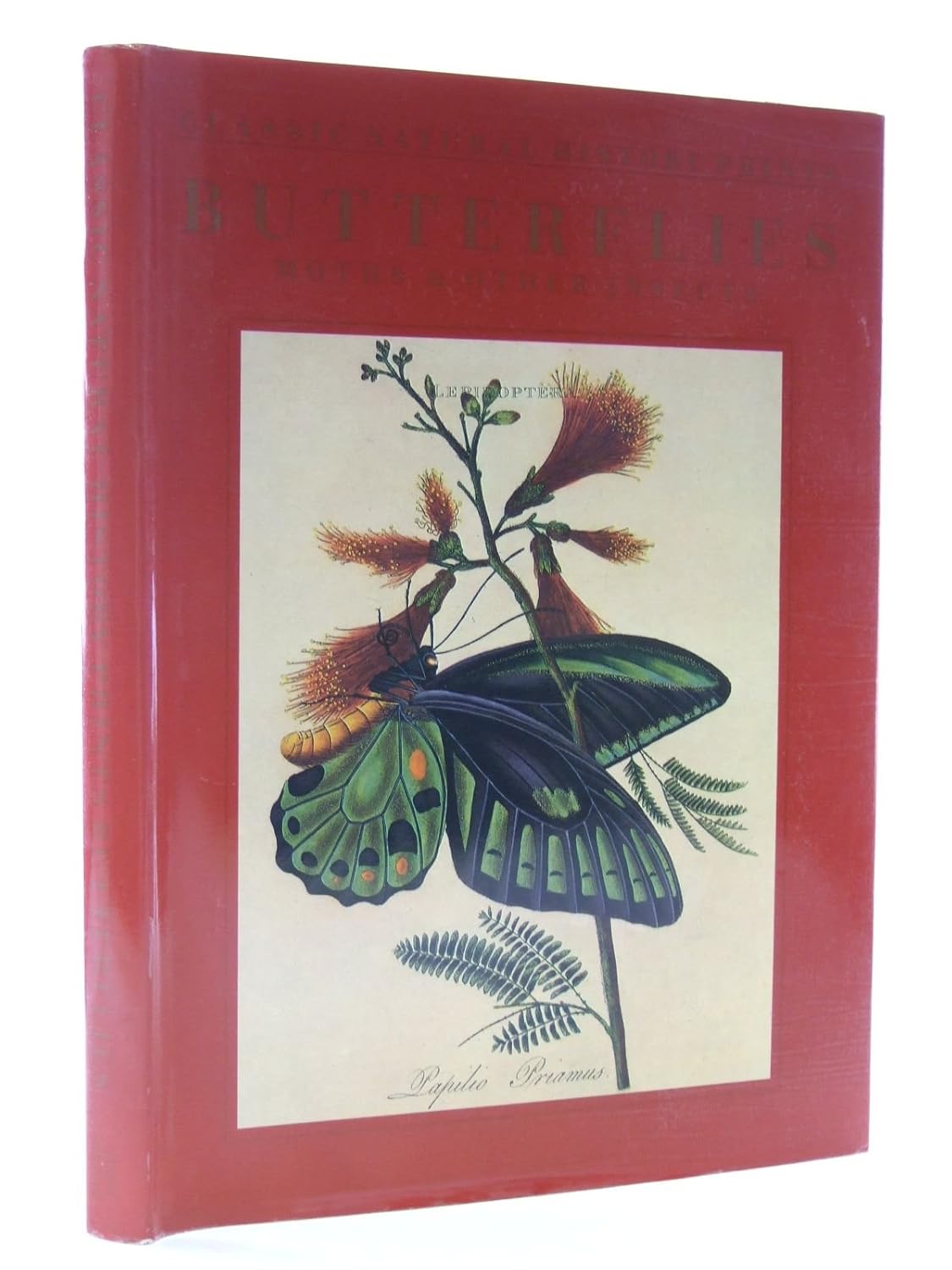 Butterflies, Moths and Other Insects (Classic Natural History Prints S ...