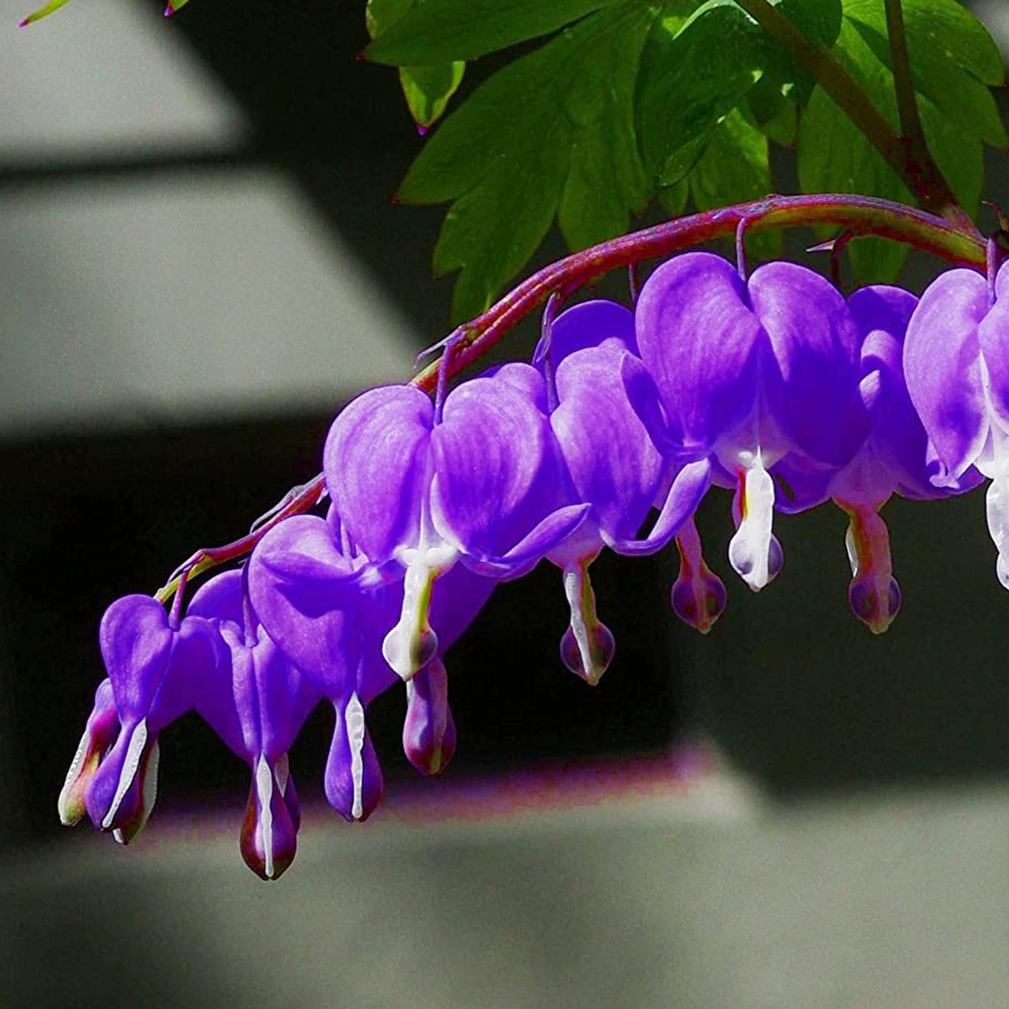 Purple Bleeding Heart Flower