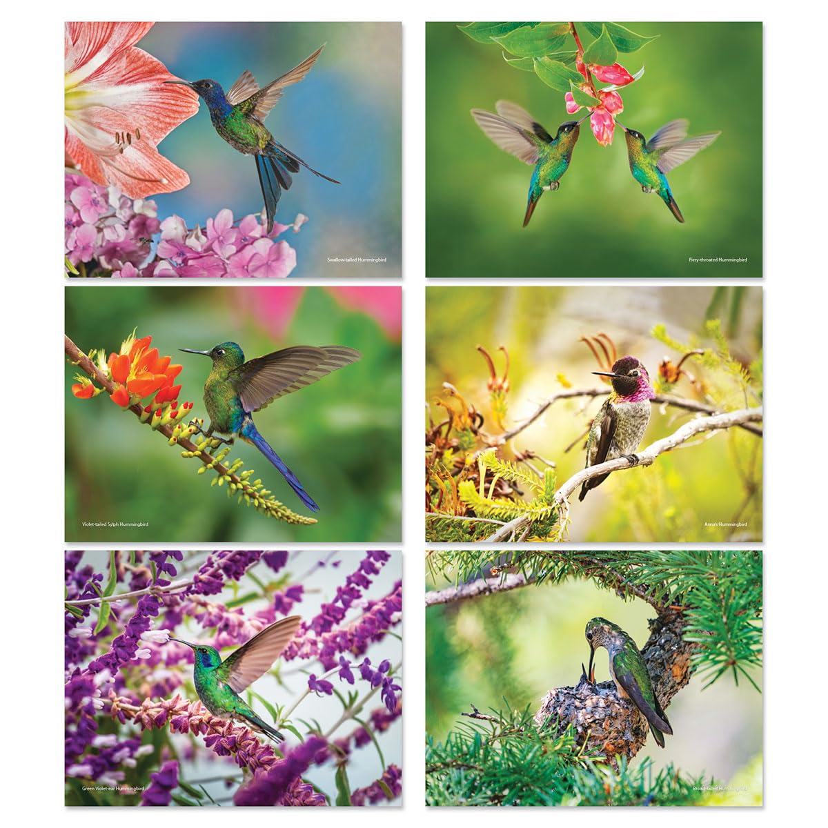 Snapklik.com : 2025 Hummingbirds Wall Calendar, 12-Inch X 9-Inch Size ...