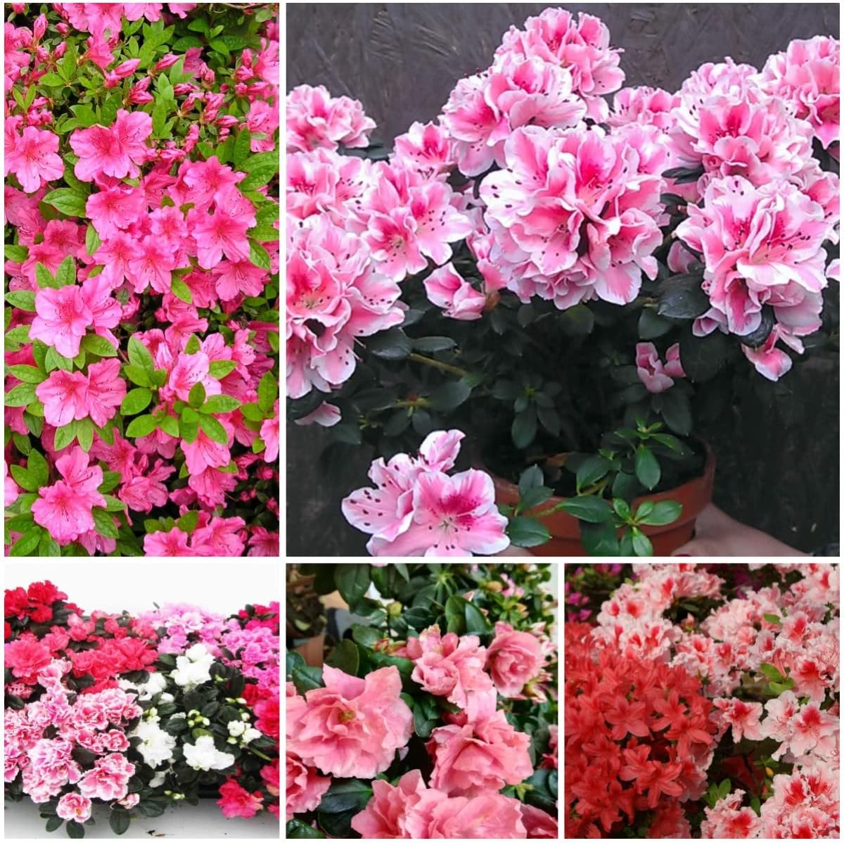 Amazon.com : 60-Mixed Azalea Seeds to Plant : Patio, Lawn & Garden