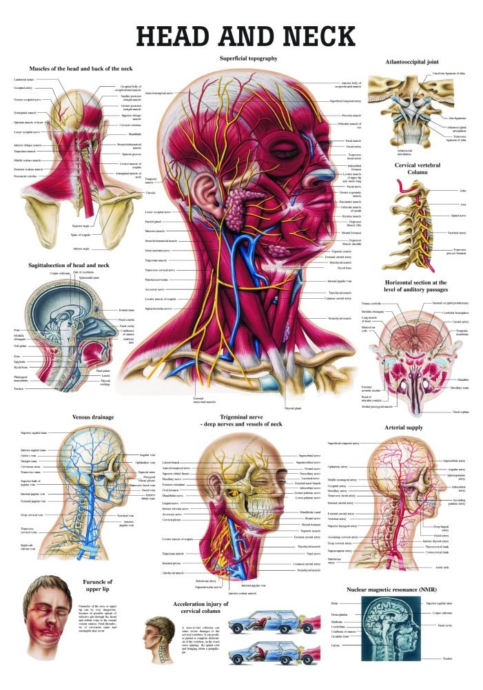 Buy Head and Neck Laminated Anatomy Chart Online at desertcartINDIA