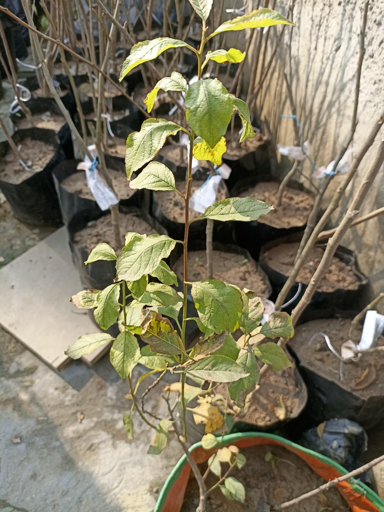 Mitu Rear YELLOW Plum Aloo Bukhara plant Fruit (Grafted) - Fruit Plants ...