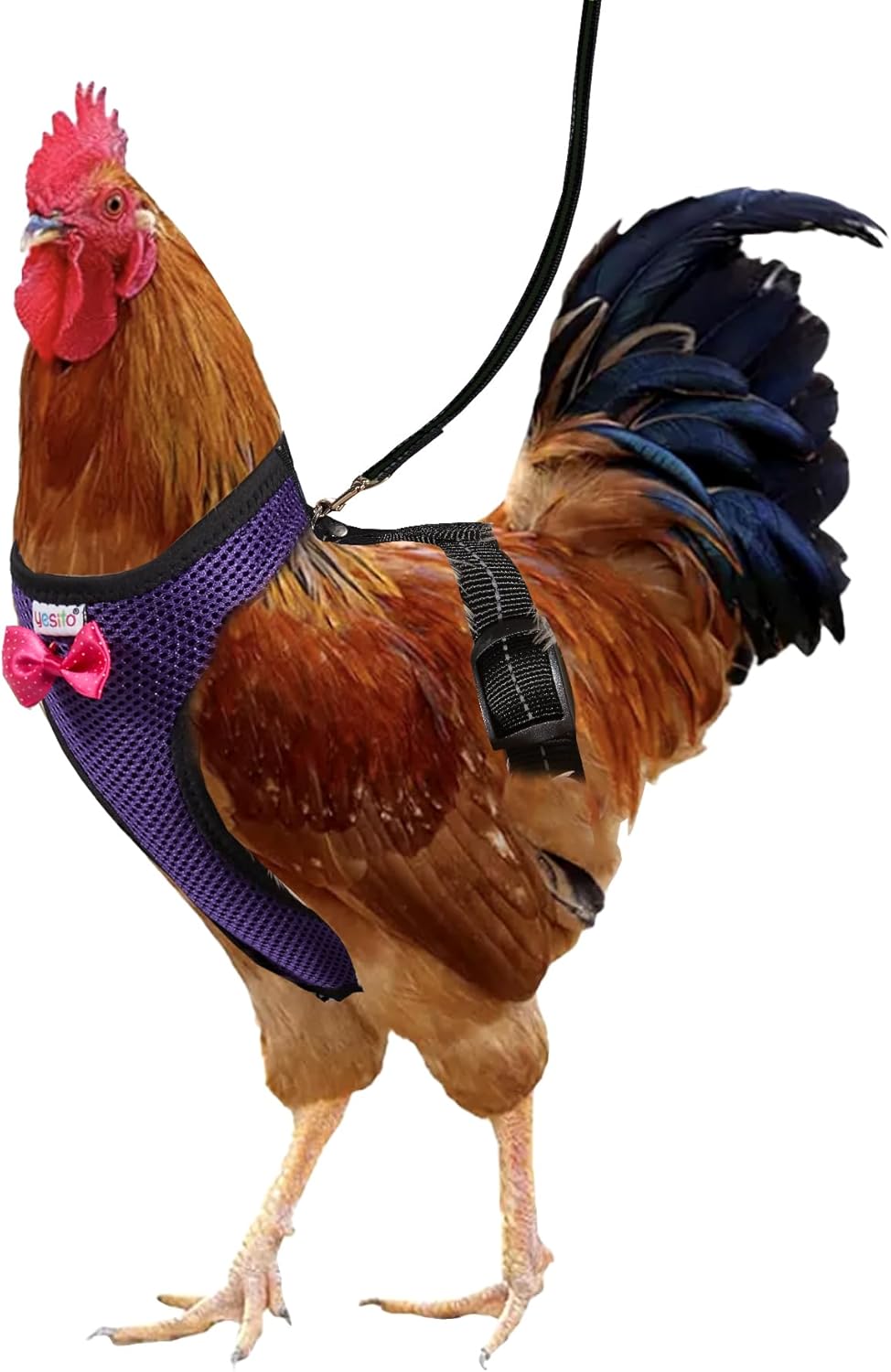 Amazon.com : Yesito Chicken Harness Hen Size with 6ft Matching Leash ...