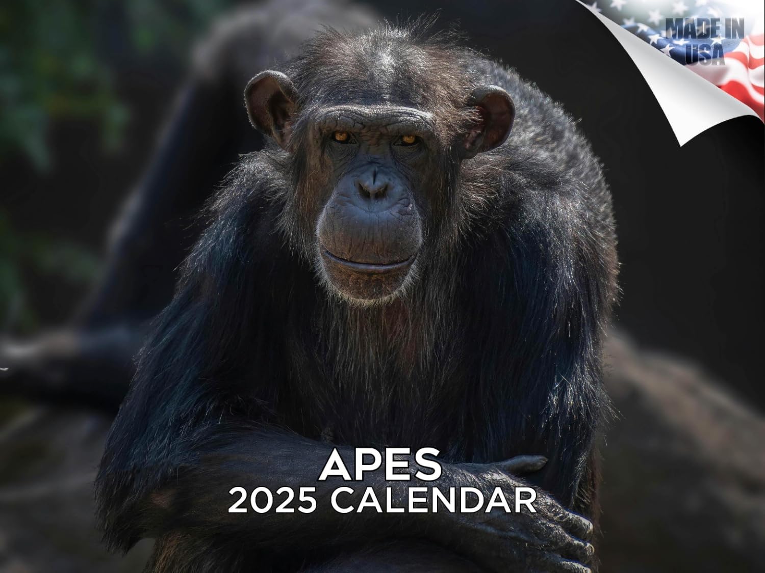 Amazon.com : 2024 2025 Apes - African Wildlife Monthly Wall Calendar - 12 x 18 Open - Thick No ...