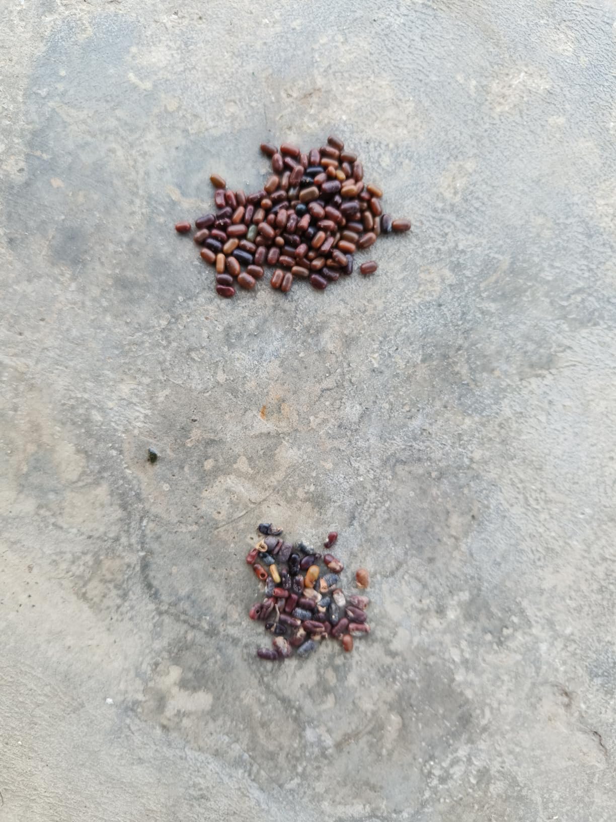 Iagrifarm Dhaincha Seed - 1 Kg/Prikly Sesban/Sesbania Bispinosa ...