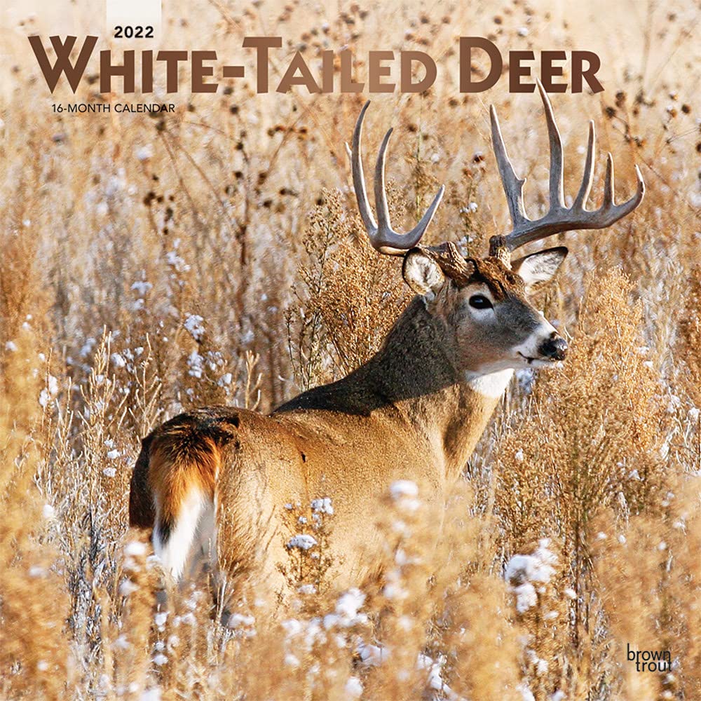 White Tailed Deer 2022 12 x 12 Inch Monthly Square Wall Calendar with ...