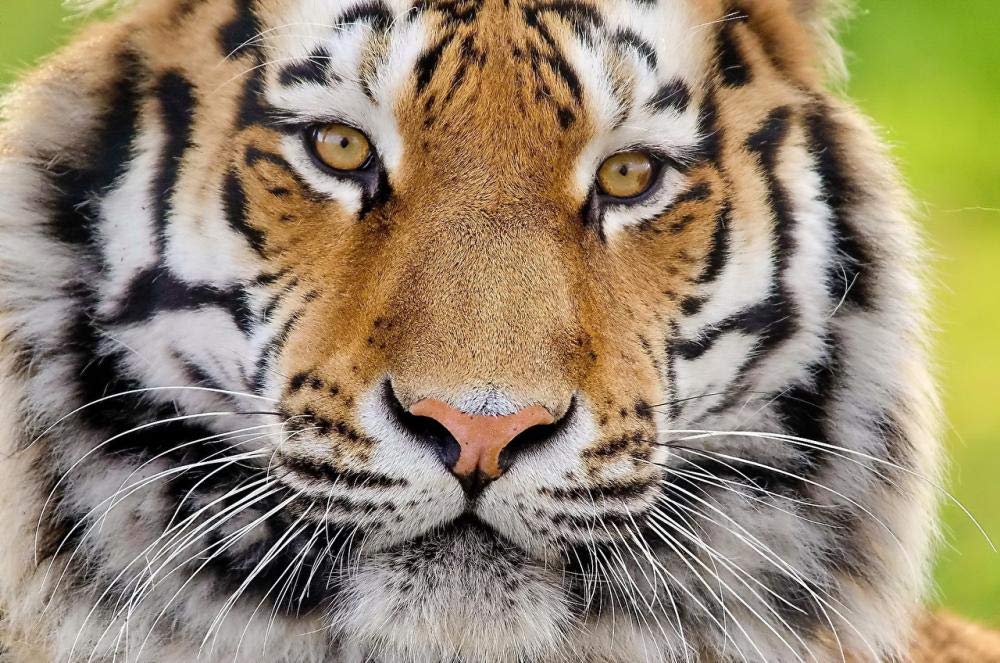 Tigris Marvel