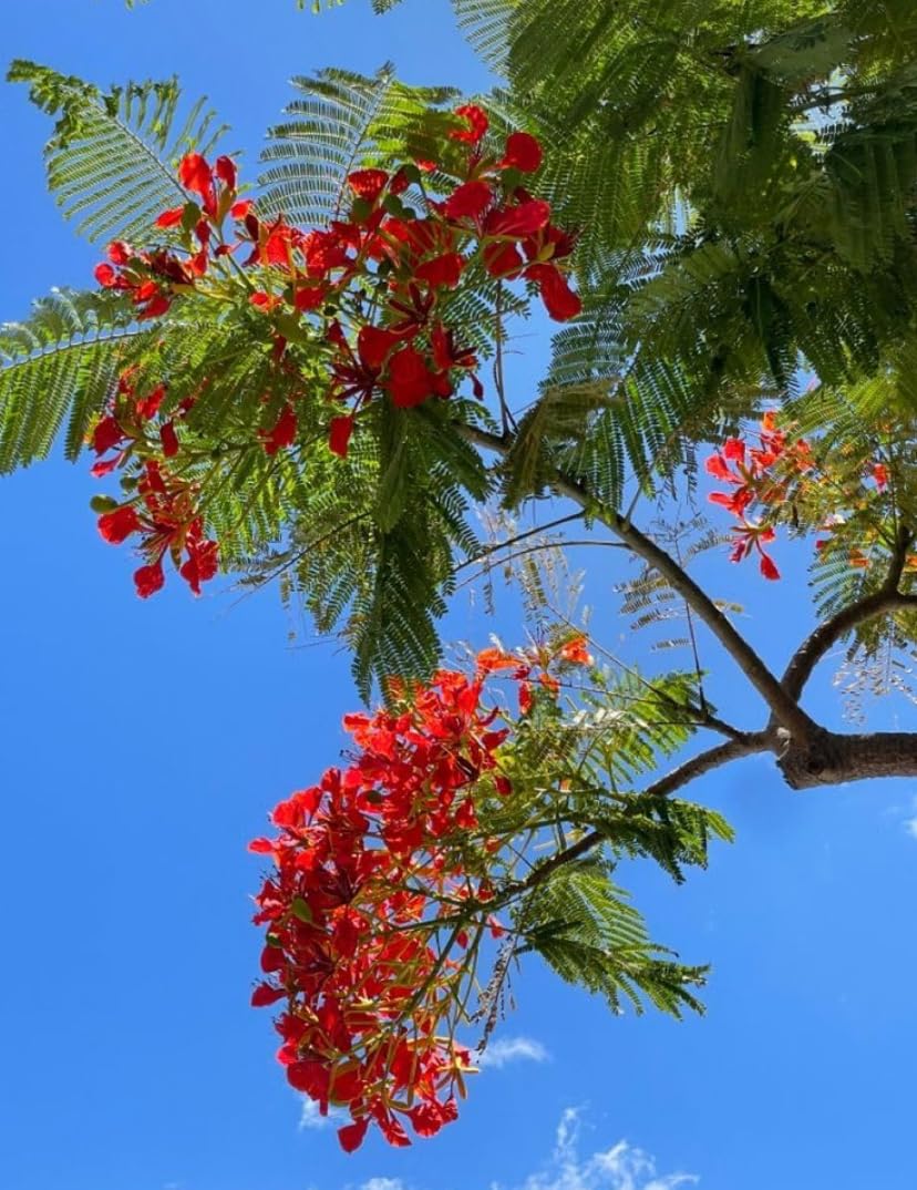 Delonix Regia Gulmohar Live Plant : Amazon.in: Garden & Outdoors