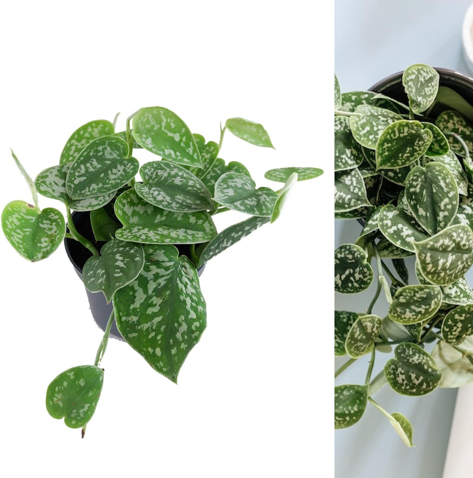 Scindapsus pictus ‘Argyraeus’ - Satin Pothos Indoor Plant in 12cm Pot ...