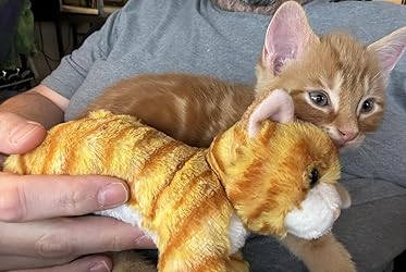 Amazon.com: Aurora® Adorable Mini Flopsie™ Ginger Cat™ Stuffed Animal ...