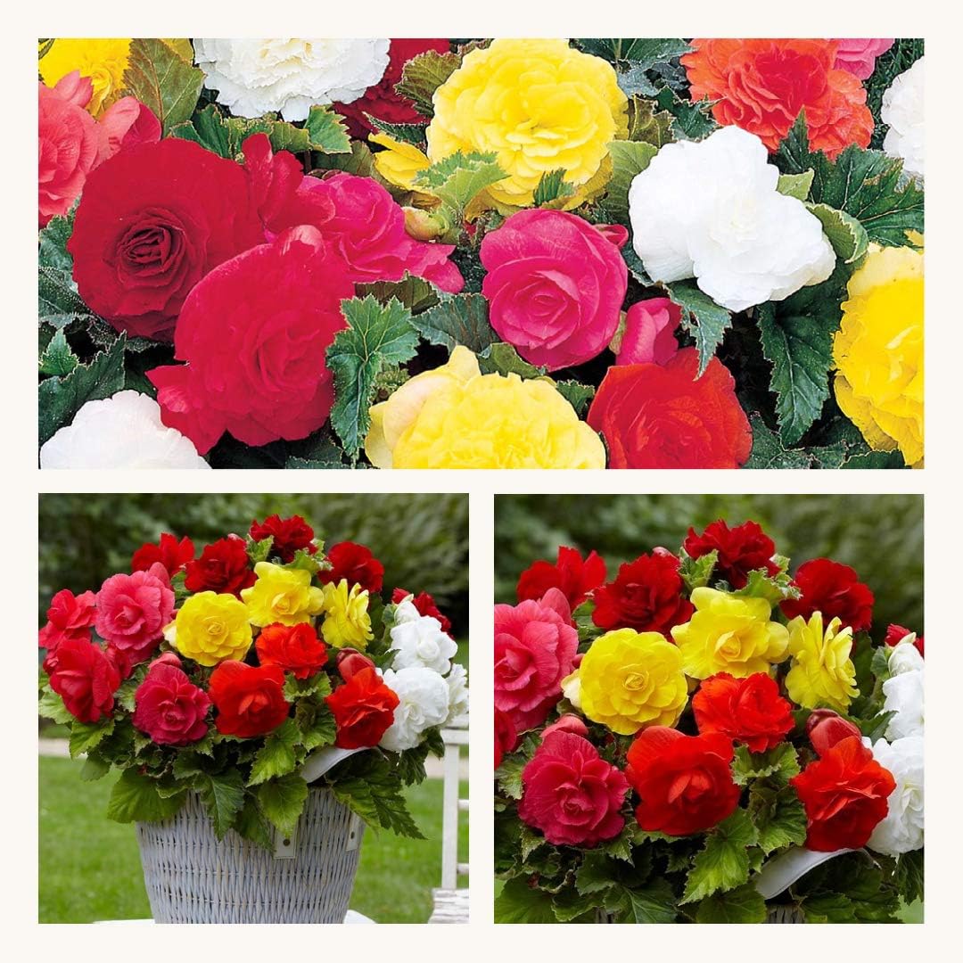 Belgian Upright Giant Begonias x 10 Tubers : Amazon.co.uk: Garden