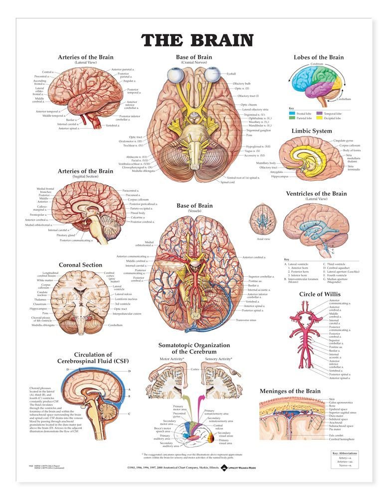 Anatomy of the Brain Anatomical Chart : Anatomical Chart Company ...