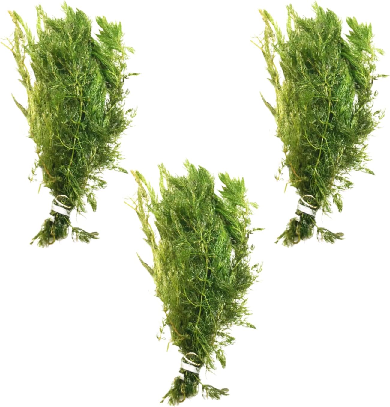 Amazon.com: Mainam Hornwort Ceratophyllum Demersum Tropical Freshwater ...