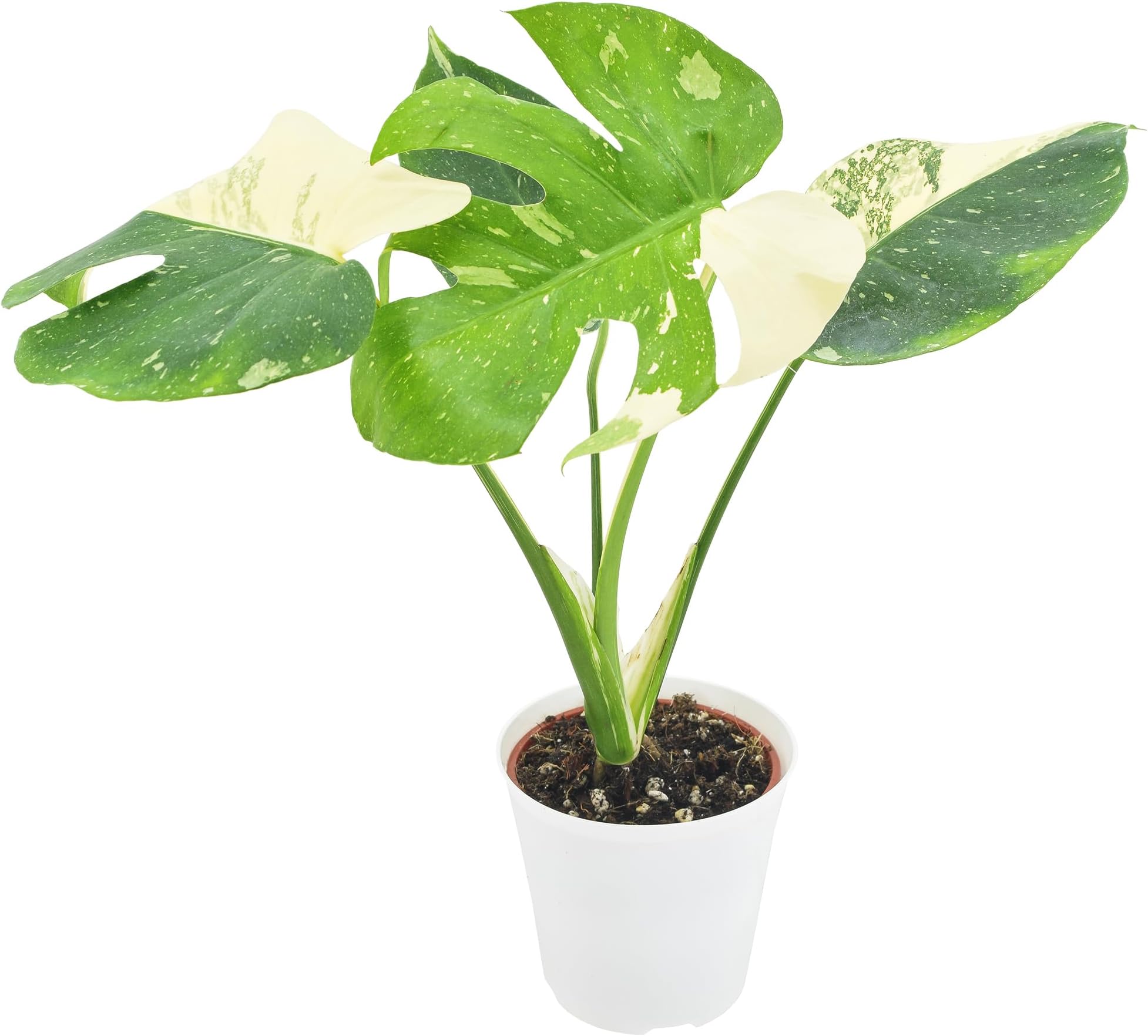 Amazon.com : Monstera Albo Variegated Plant 4 Leaf Full Plant Rooted ...