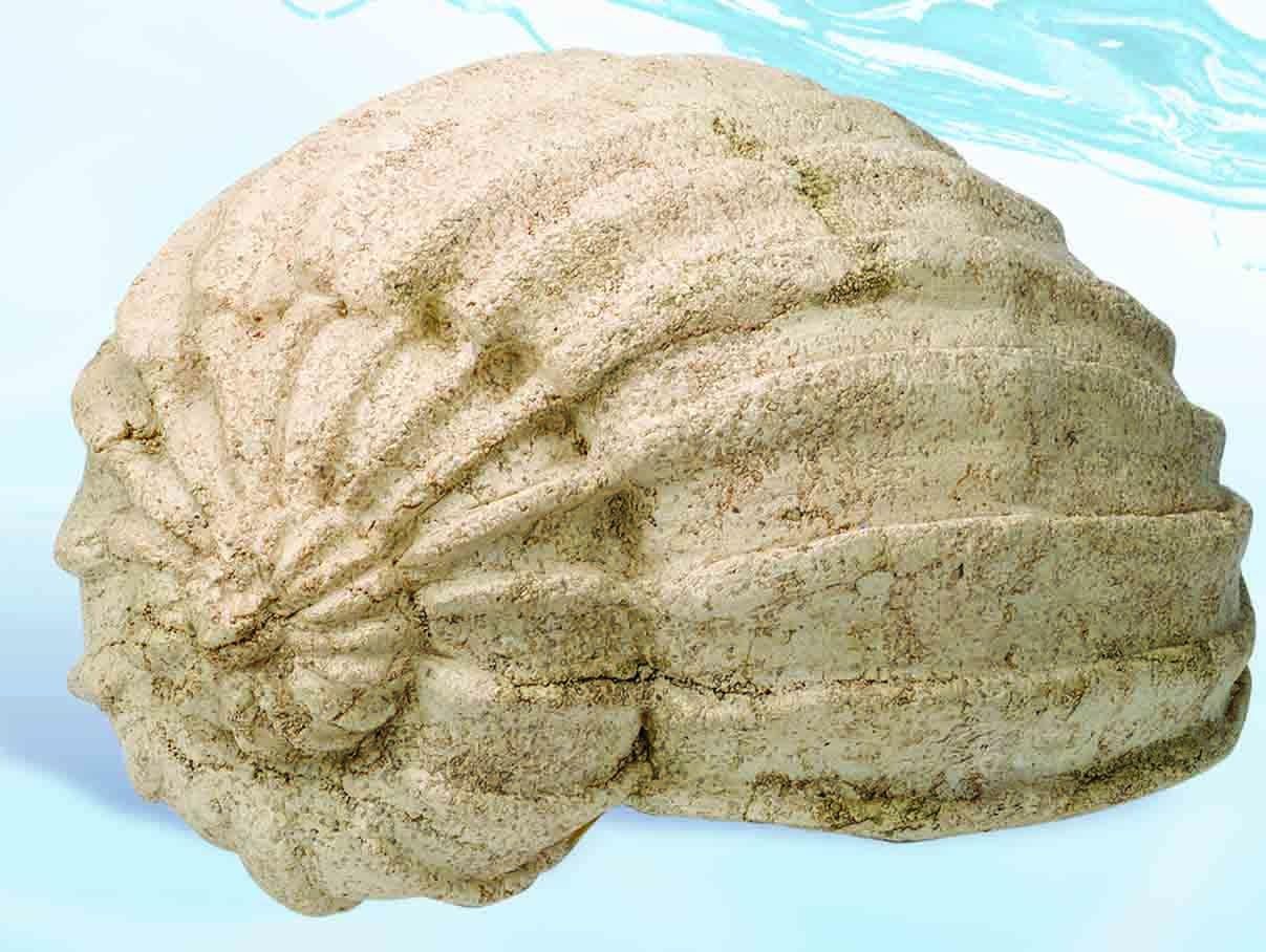 Amazon.com: Giant Decorative Harpa Shell -Home Decor : Home & Kitchen