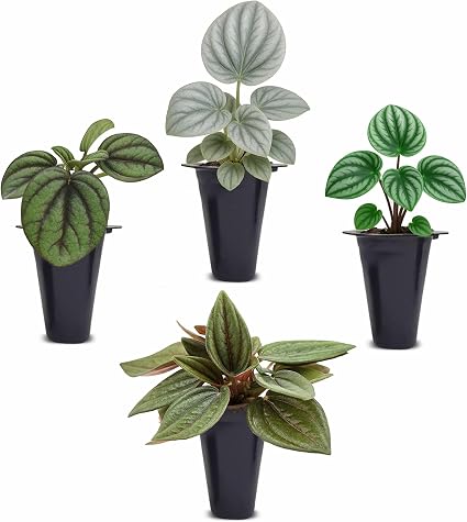 Amazon.com : Peperomia Plant Collection (4 Pack)– Set of Rare Varieties ...