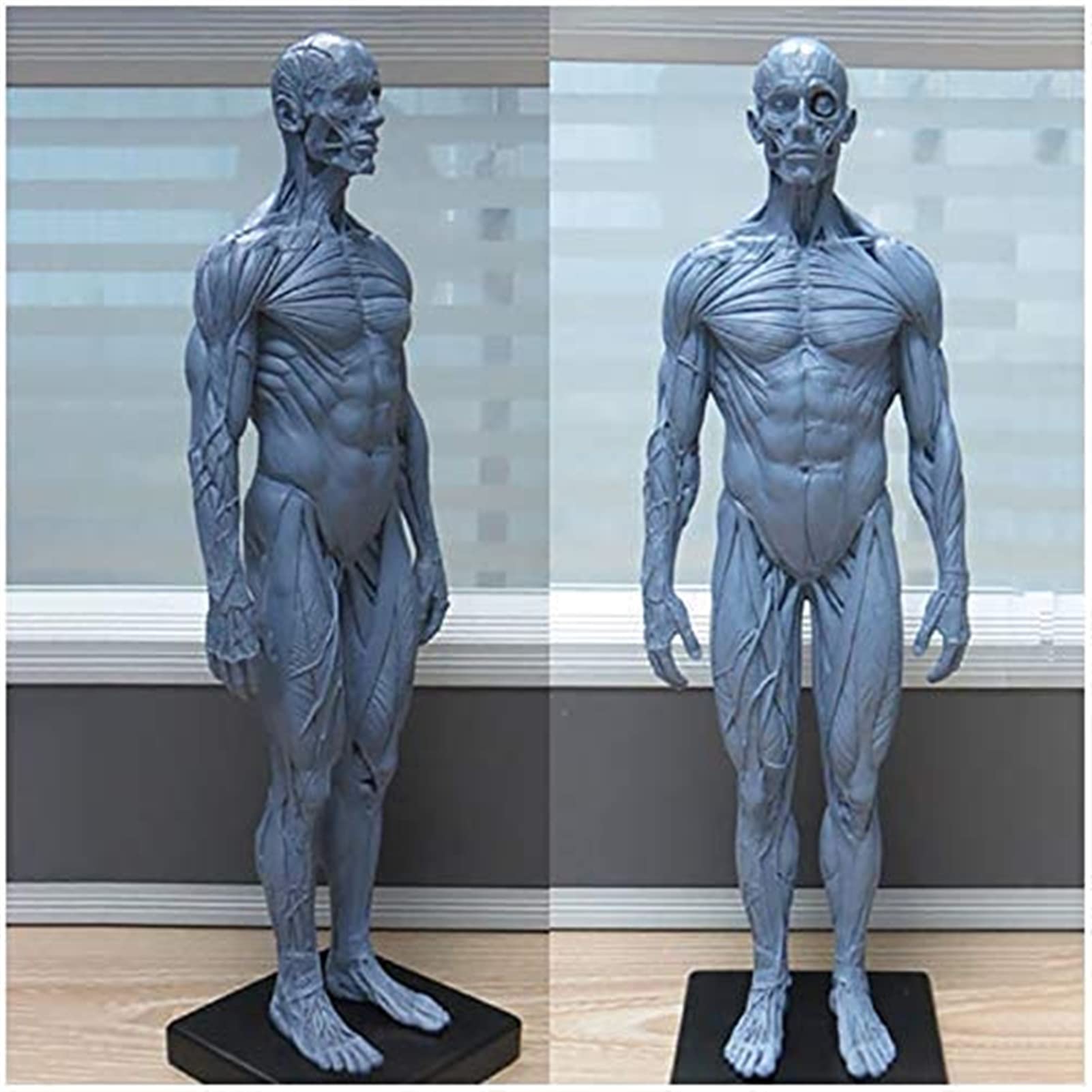 Buy Anatomical Muscle Models at Janet Cantrell blog